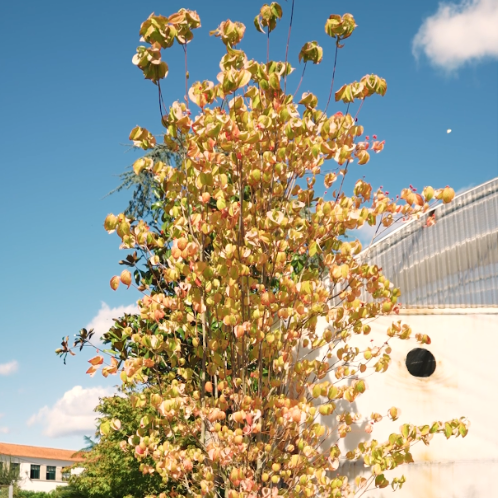 Cornus florida – Oásis Plantas