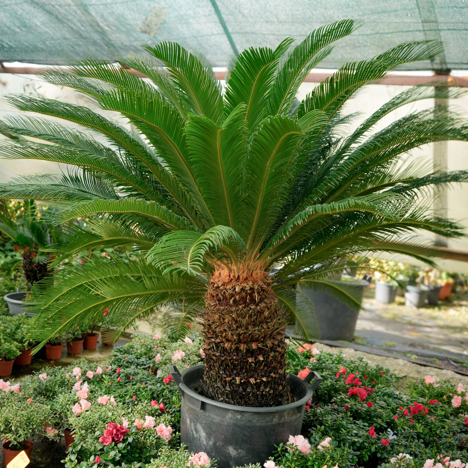 Cyca revoluta – Oásis Plantas