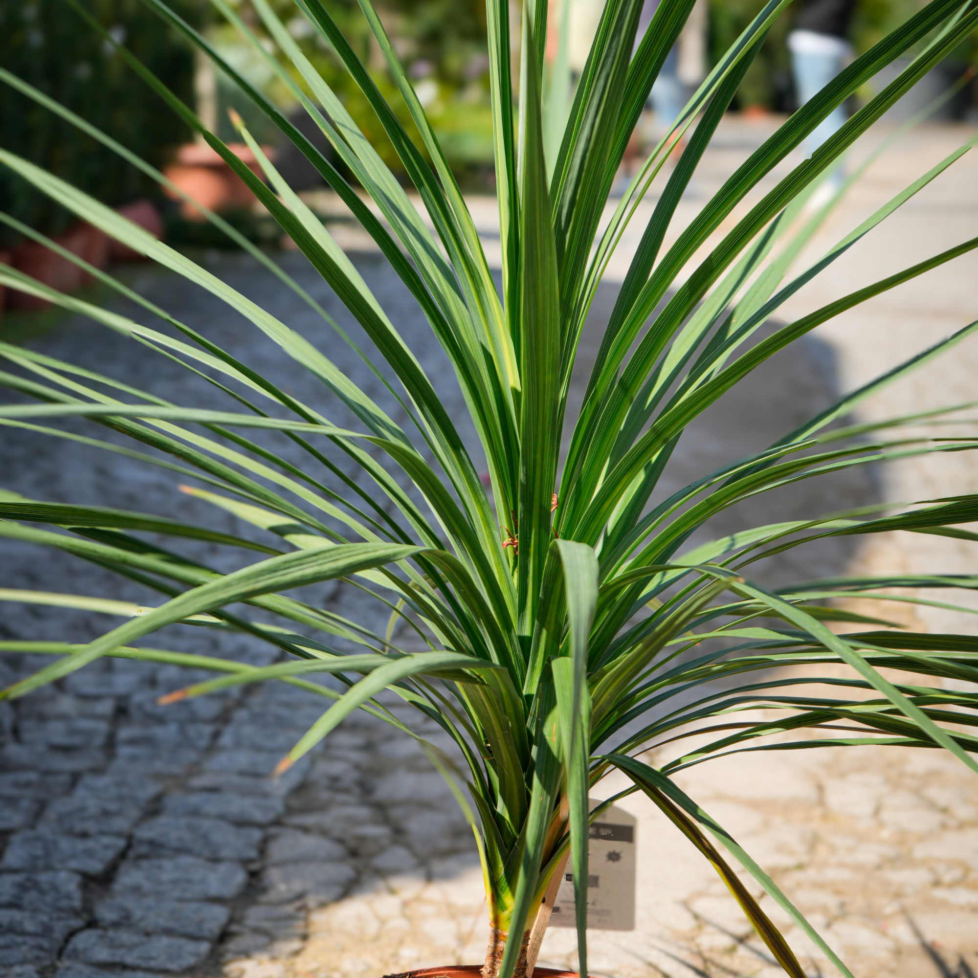 Dracaena indivisa – Oásis Plantas