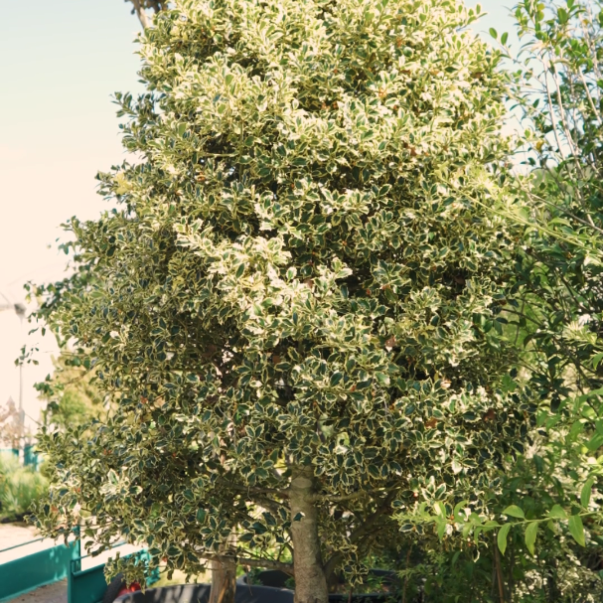 Ilex aquifolium variegata – Oásis Plantas
