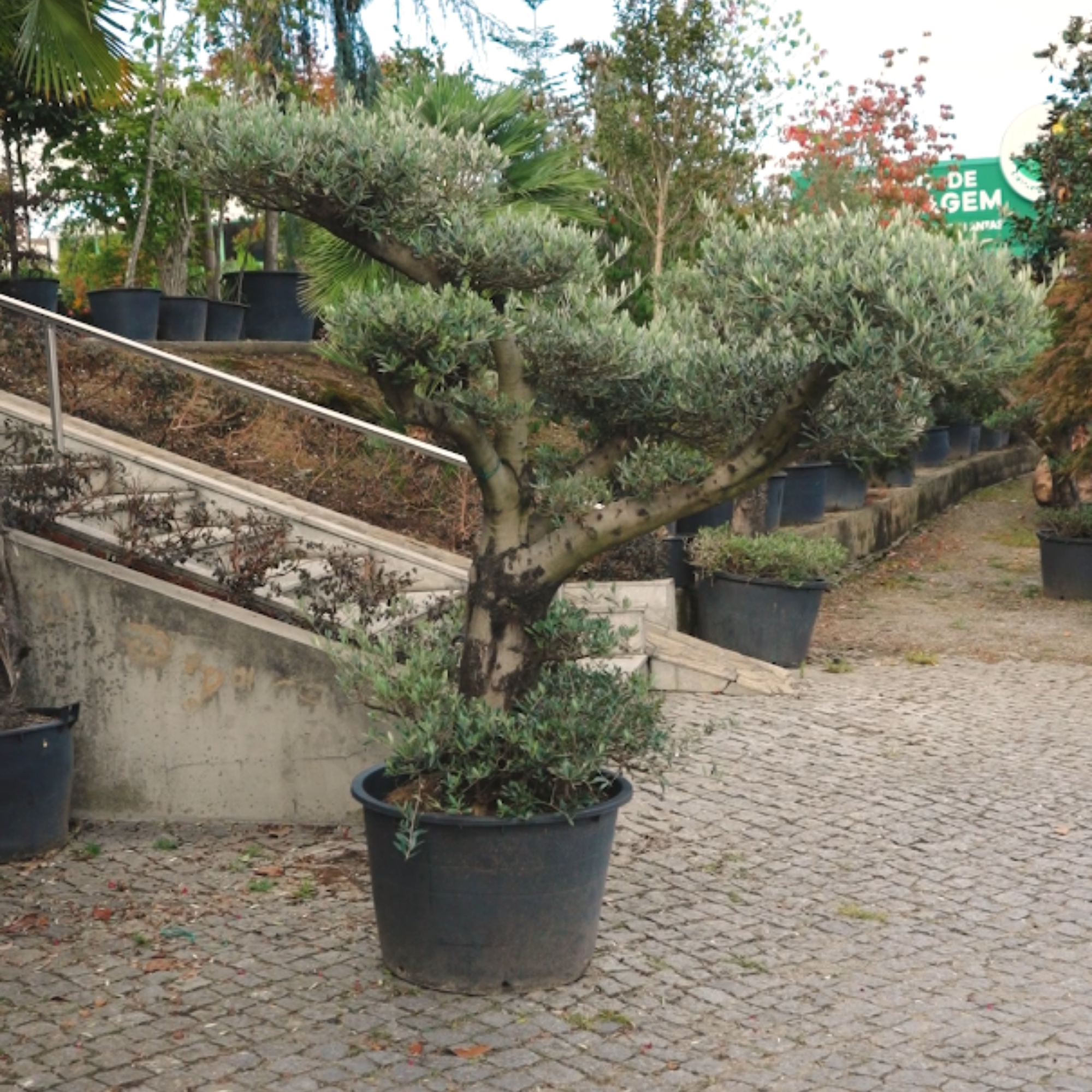 Olea Europaea – Oásis Plantas